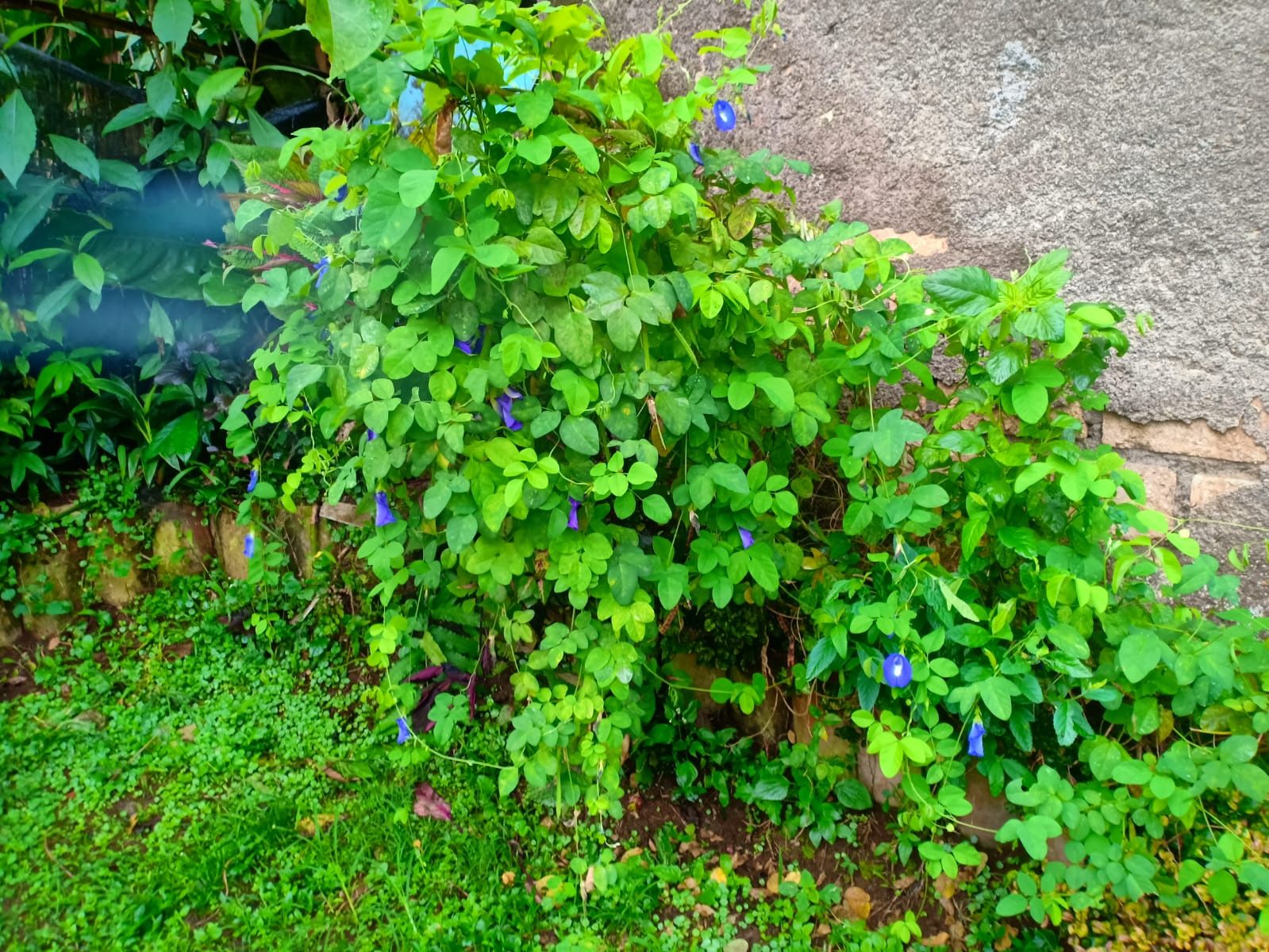 Ini Manfaat Kembang Telang dan Cara Menanamnya - Bogor Online